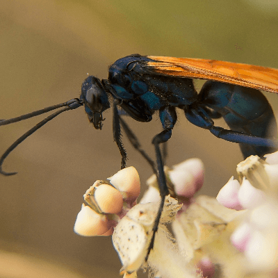 The Tarantula Hawk and other disturbances. – The Desert Toad
