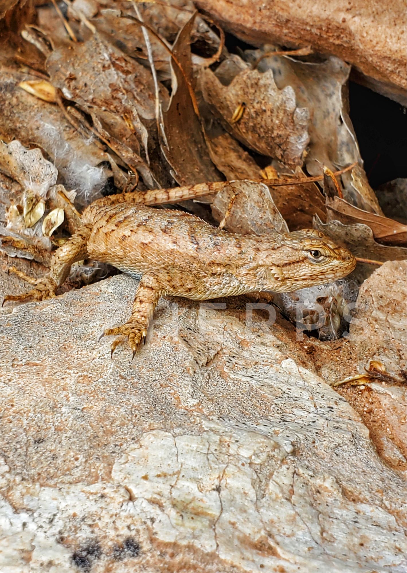 For the Love of Lizards: A World Lizard Day Tribute – The Desert Toad